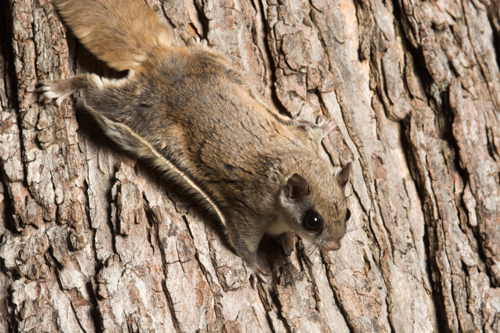 15 Animal Species Miraculously Saved From Extinction
