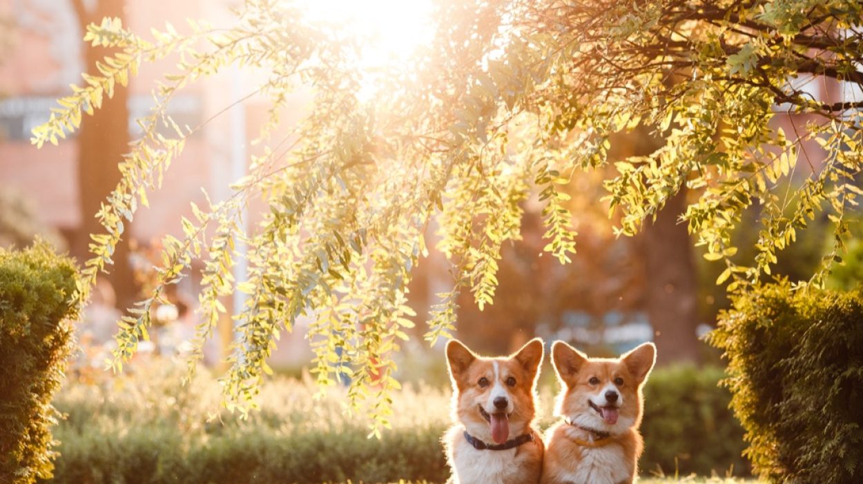 15 Fascinating Facts About the Royal Corgis