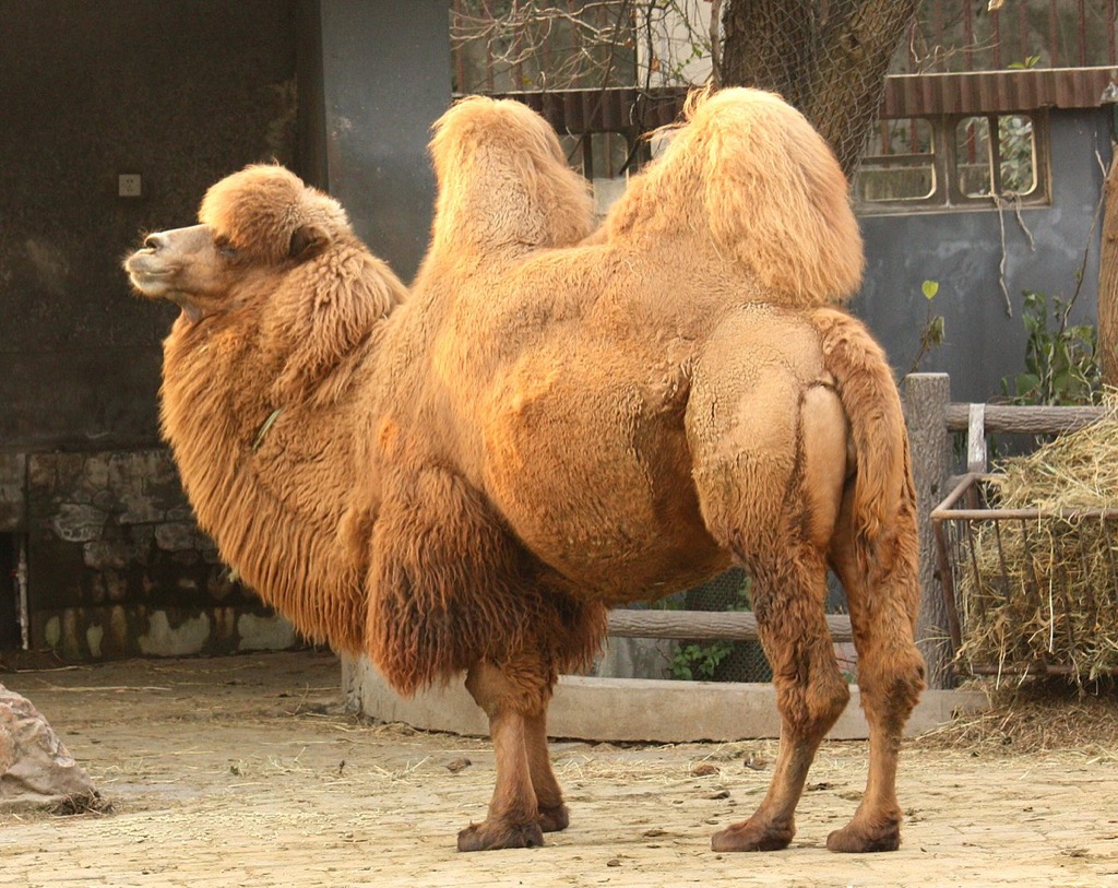 20 Animals That Are Tragically Near Extinction — Best Life