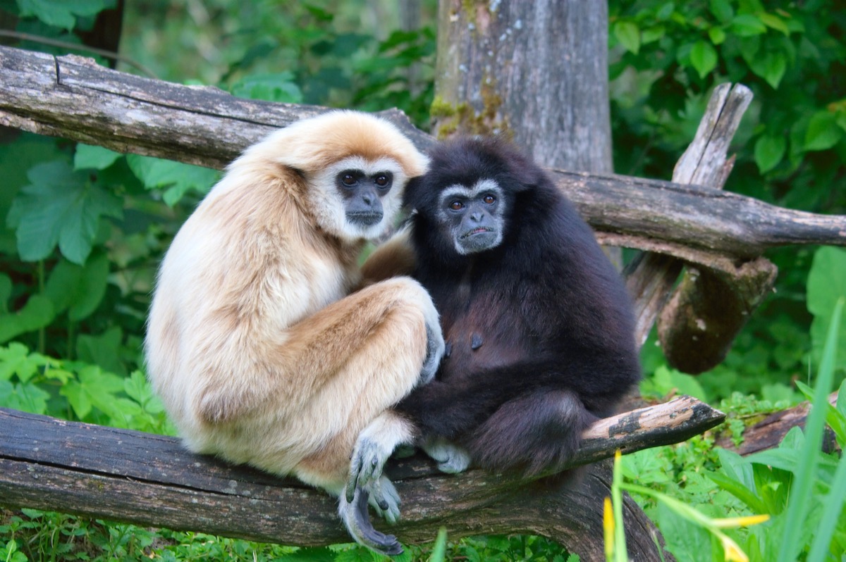 20 Animals That Are Tragically Near Extinction — Best Life