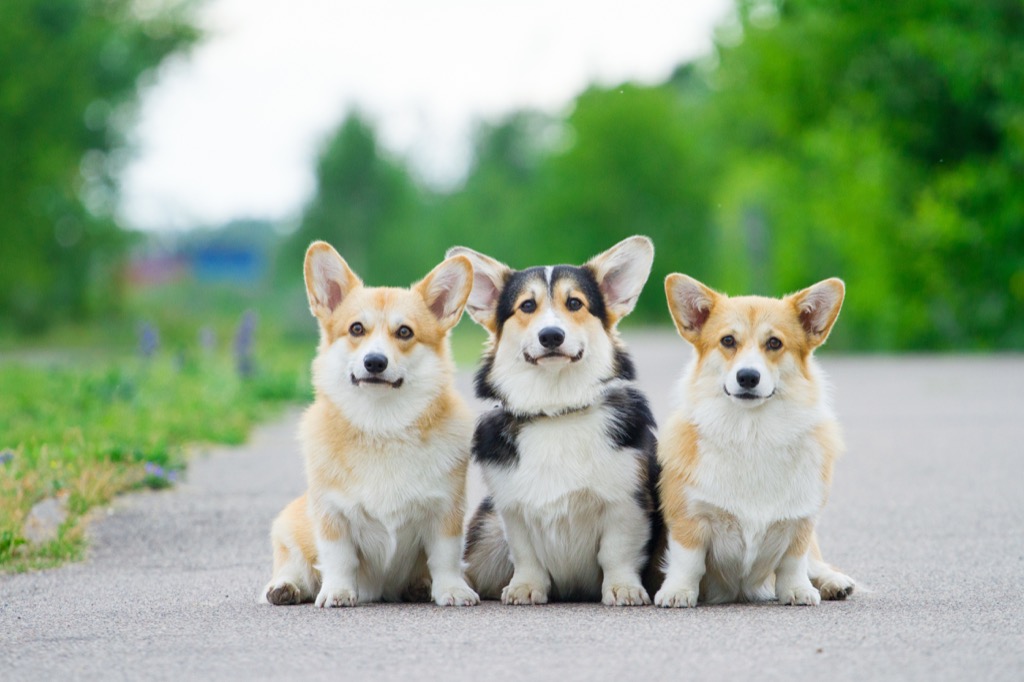 15 Fascinating Facts About the Royal Corgis