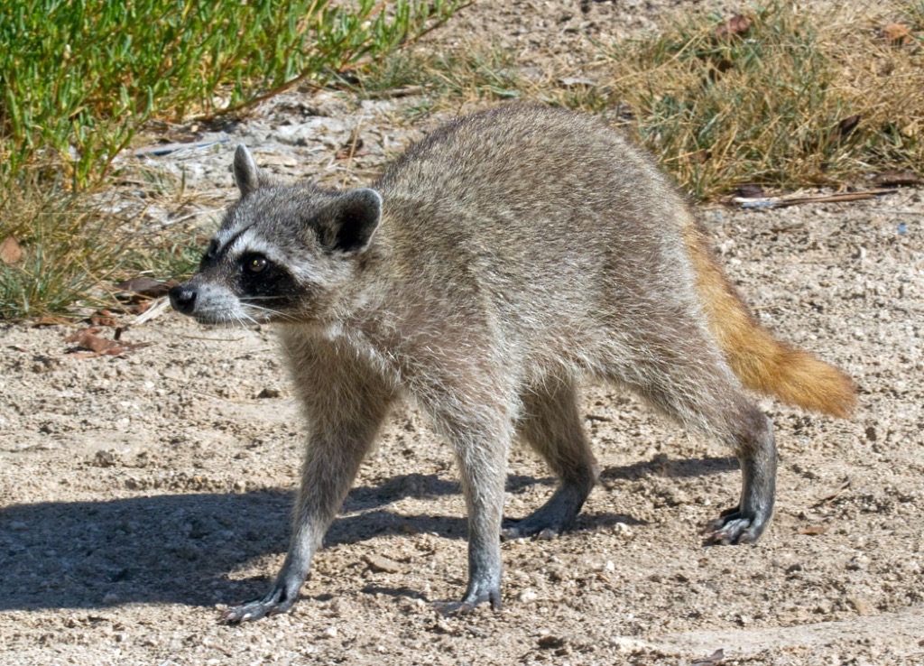 30 Toughest Animals You'd Never Want to Meet in a Dark Alley — Best Life