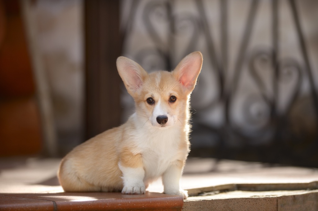 15 Fascinating Facts About the Royal Corgis