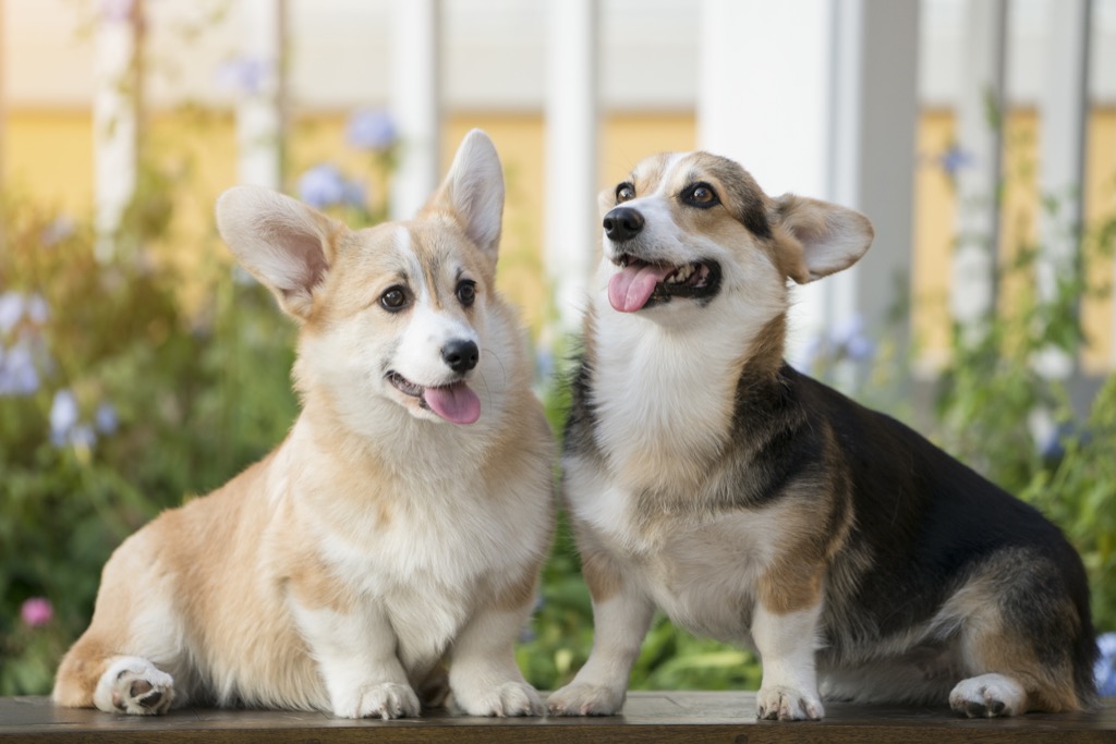 15 Fascinating Facts About the Royal Corgis