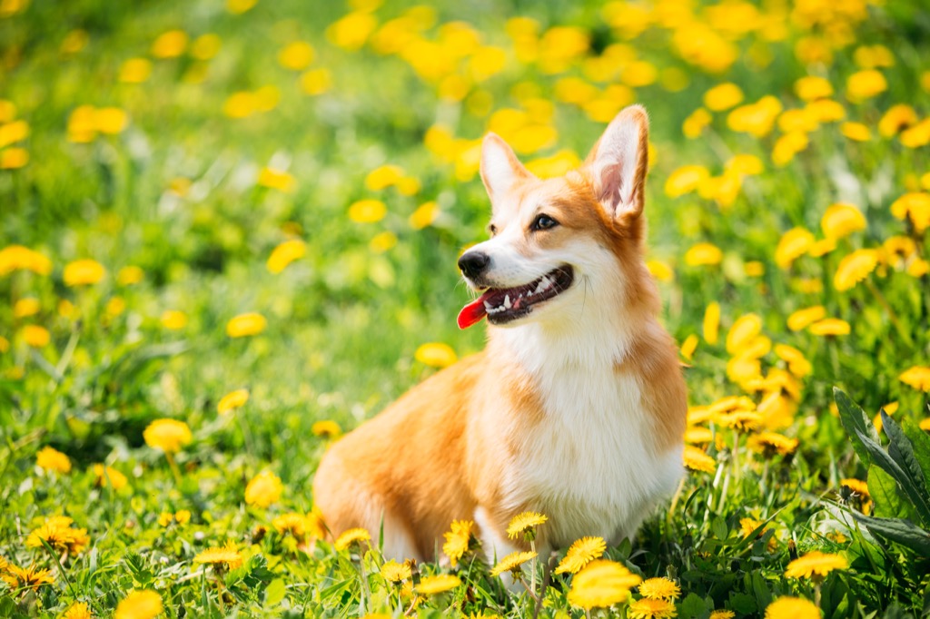 55 Corgi Facts That Make Them The Best Pets — Best Life