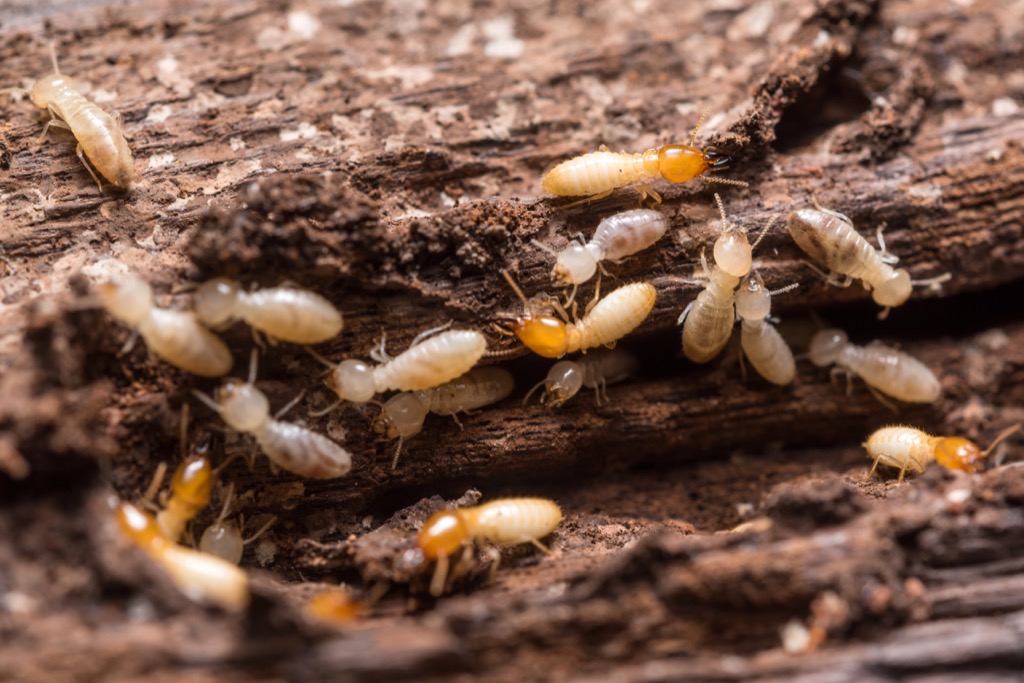 These Are the 50 Most Dangerous Bugs in America