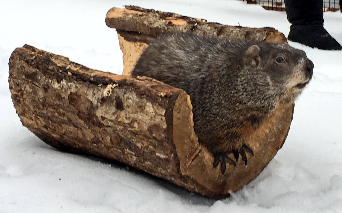 12 Hilarious Times Groundhog Day Went Terribly Wrong — Best Life