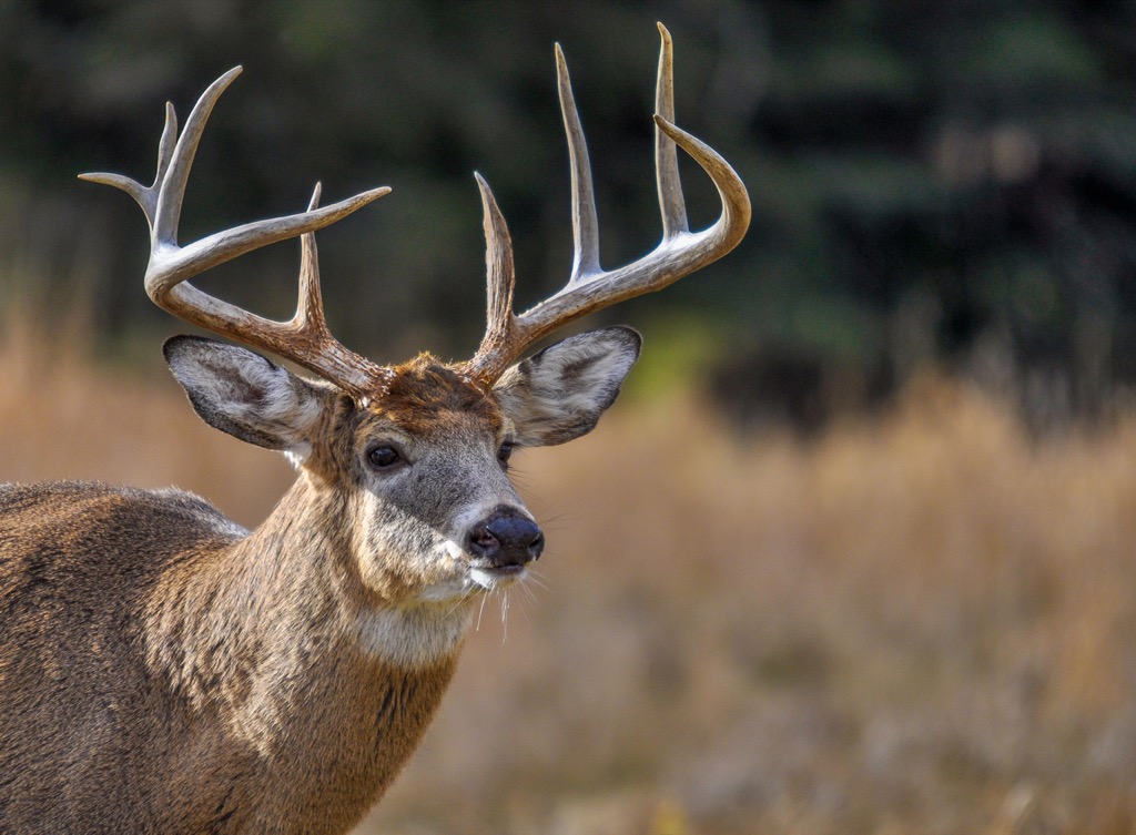 30 Toughest Animals You'd Never Want to Meet in a Dark Alley — Best Life