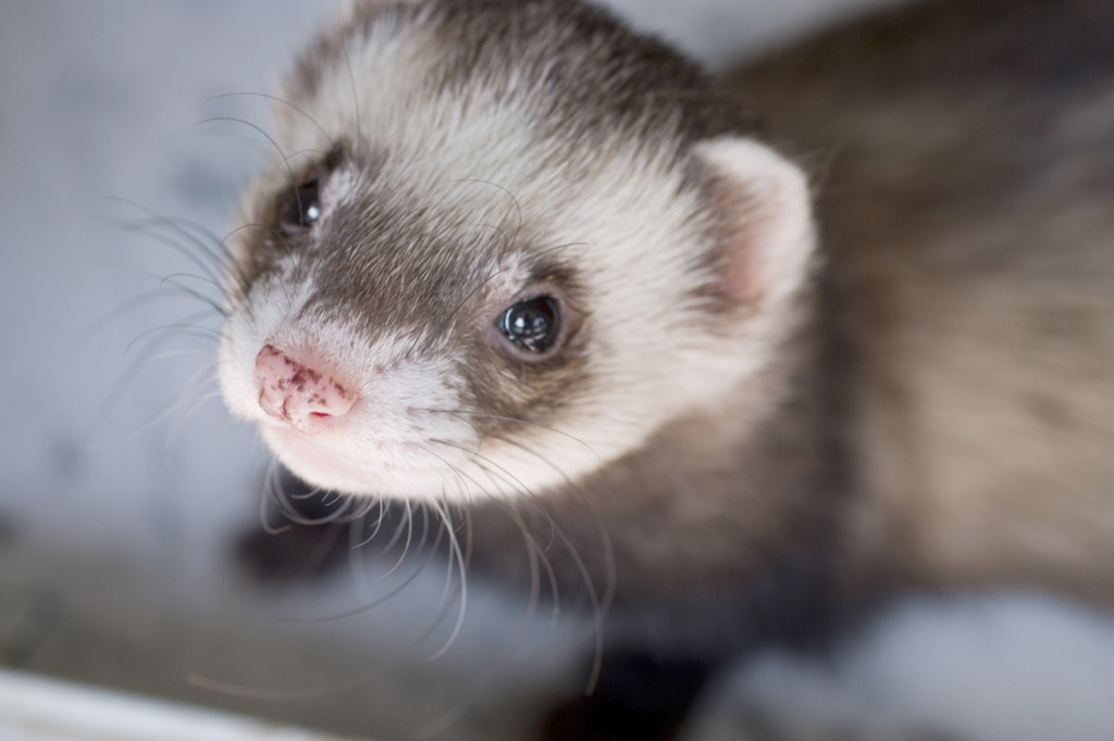 30 Craziest Emotional Support Animals People Really Have — Best Life