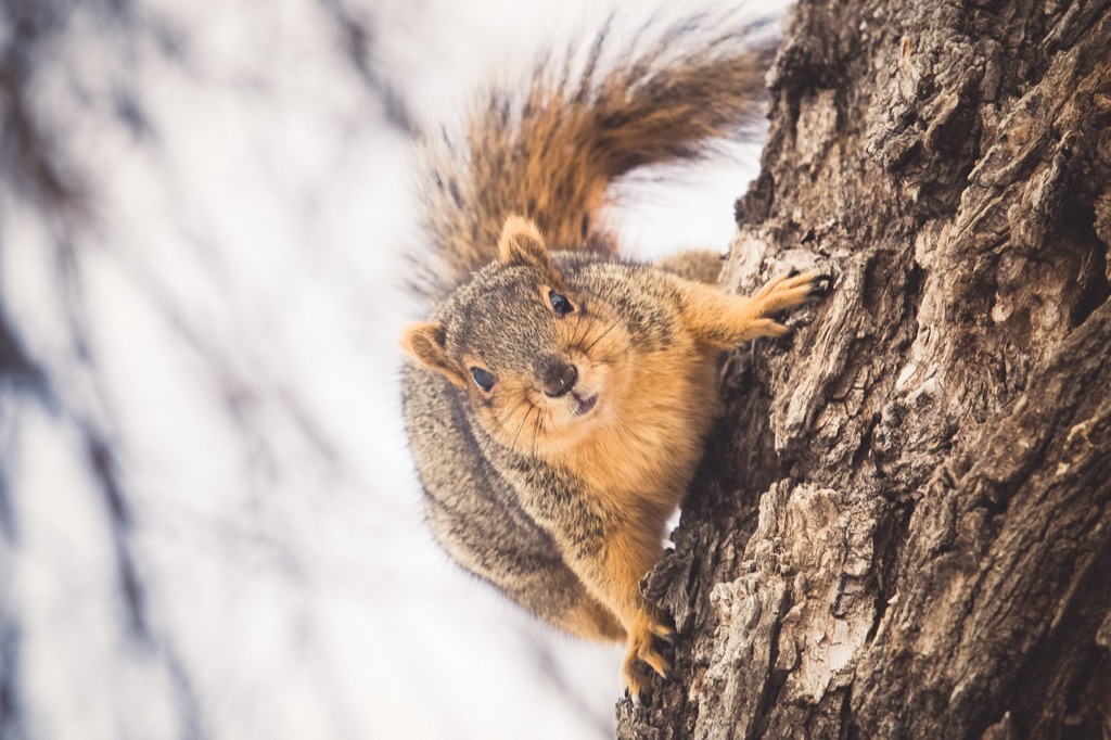 30 Craziest Emotional Support Animals People Really Have — Best Life