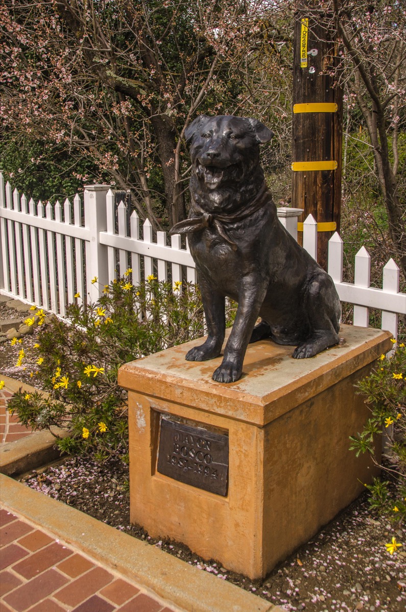 Sergeant Stubby, Dog Mayors, and More Animals With Impressive Titles