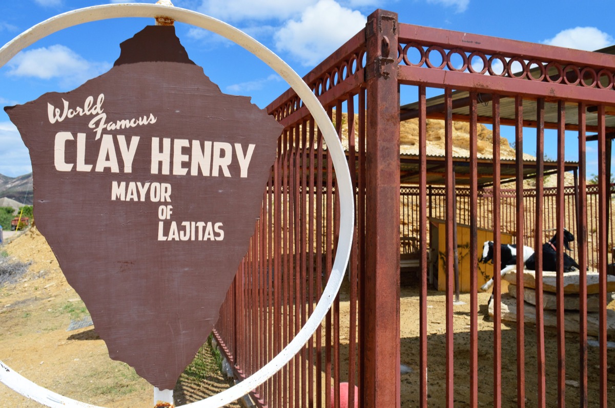 Sergeant Stubby, Dog Mayors, and More Animals With Impressive Titles