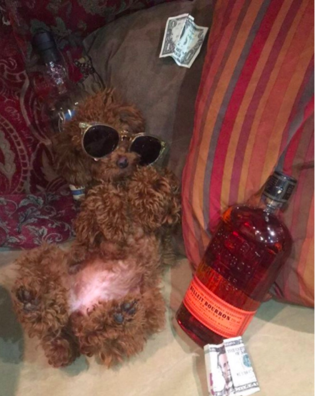 30 Funniest Celebrity Pet Moments