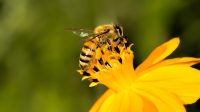These Are the 50 Most Dangerous Bugs in America