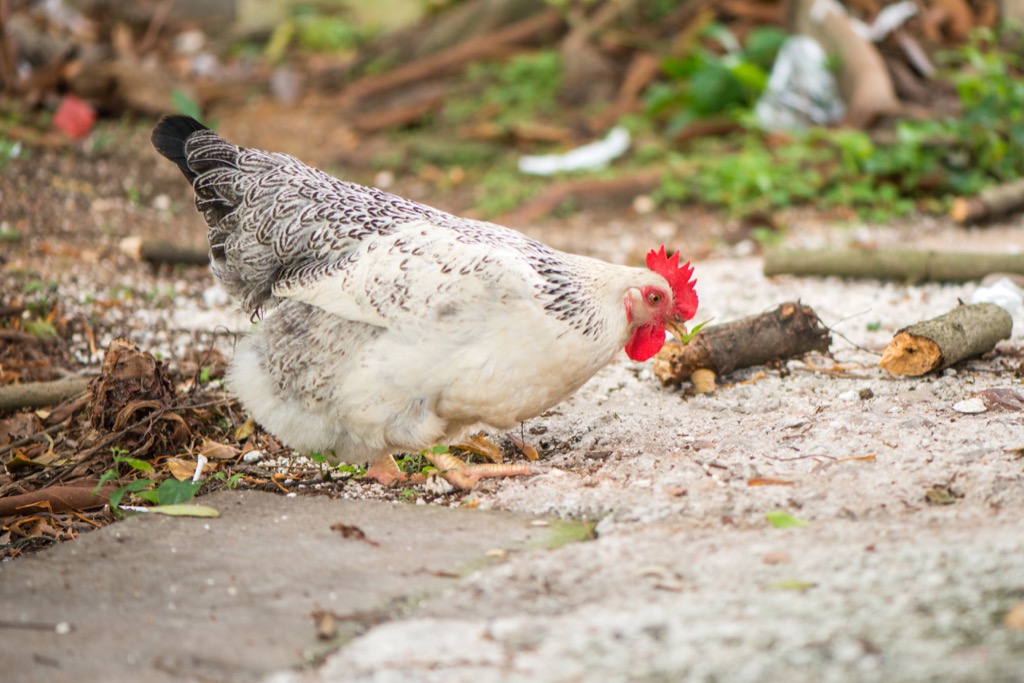 30 Craziest Emotional Support Animals People Really Have — Best Life