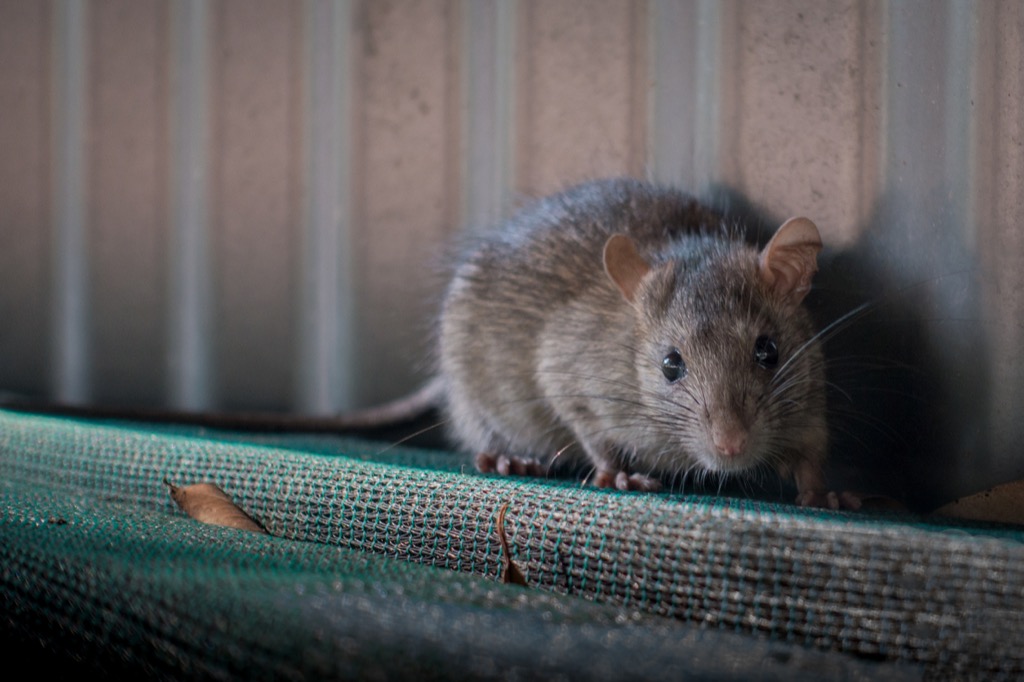 These Are the 50 Most Dangerous Bugs in America