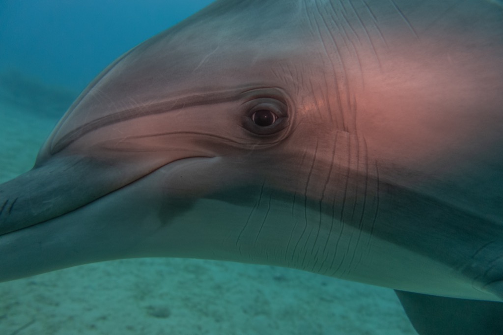 Are Dolphins Dangerous? 17 Facts That Prove They Are — Best Life