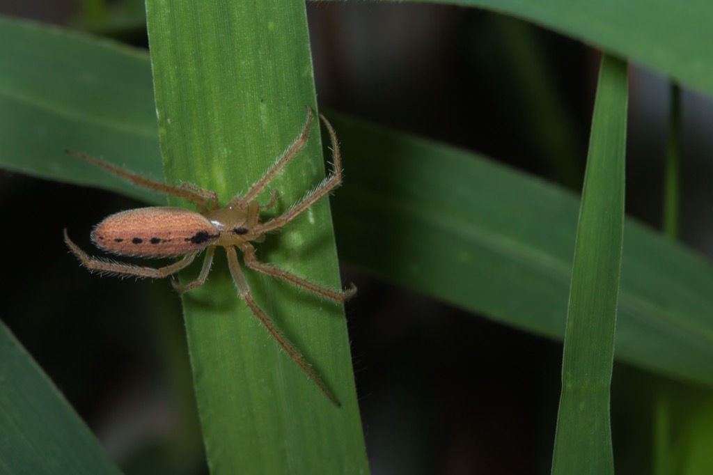 33 Totally Creepy Facts About Spiders That Will Give You Goosebumps ...