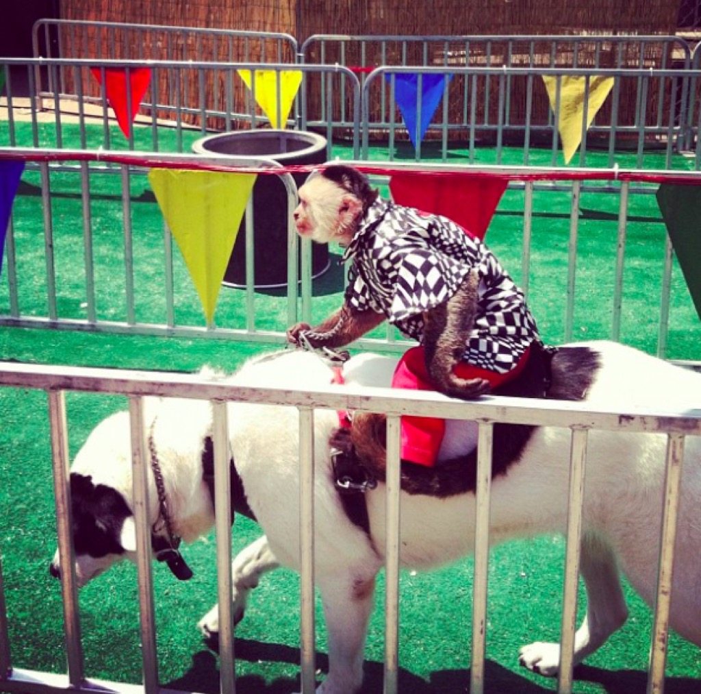 40 Crazy Facts About Summer Fairs