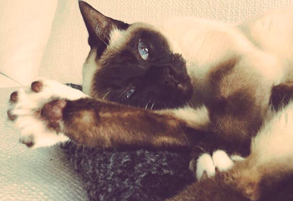 30 Cutest Celebrity Cats