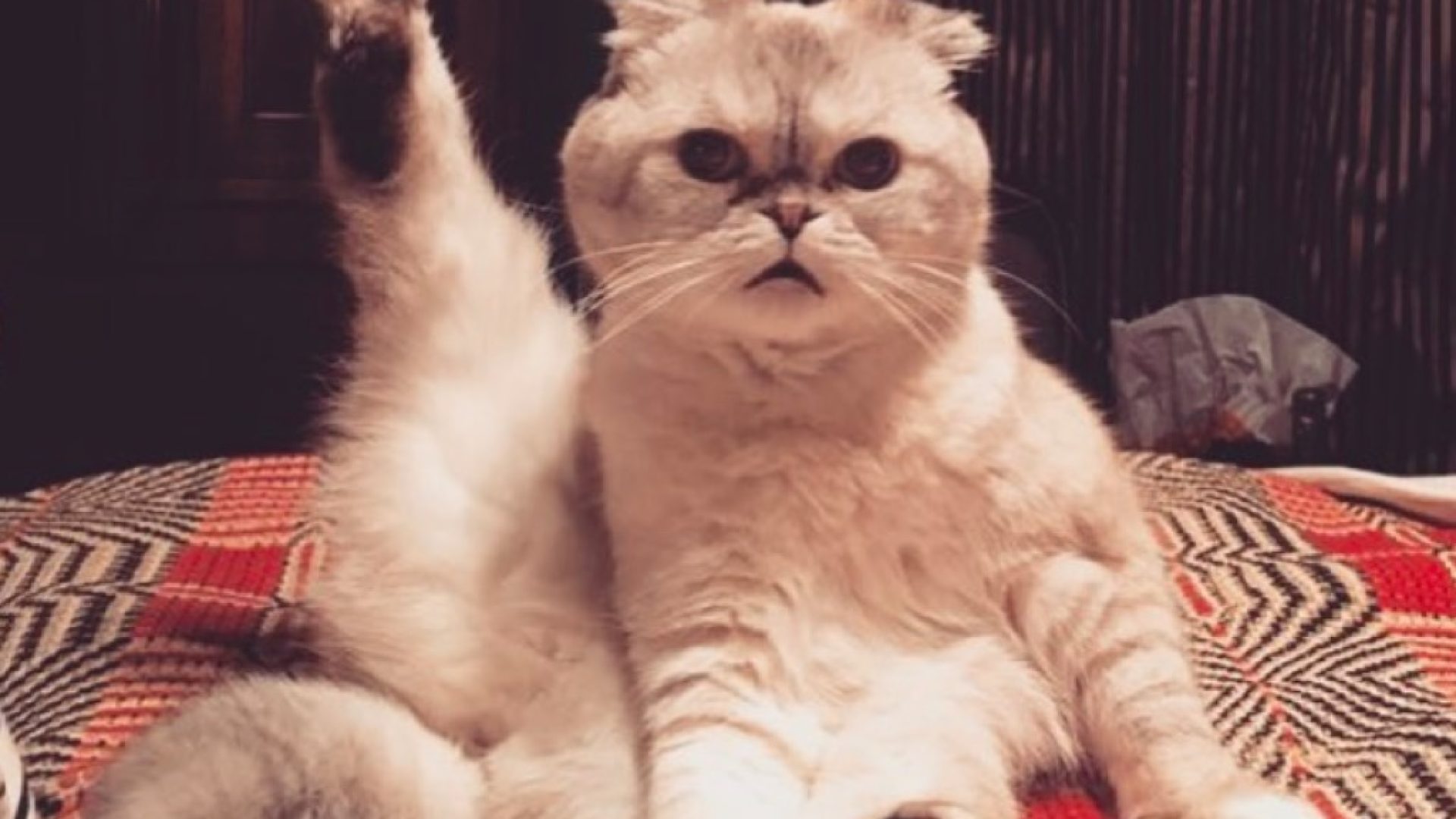 30 Cutest Celebrity Cats