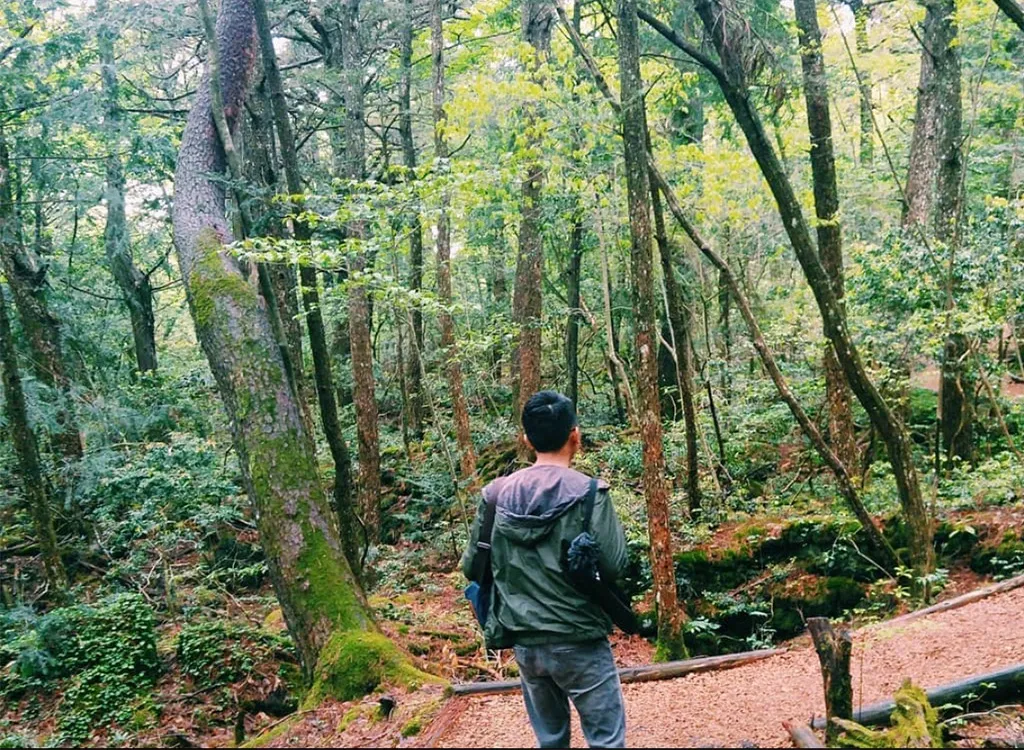 Japan's Suicide Forest: 33 Creepy Facts about Aokigahara | Best Life