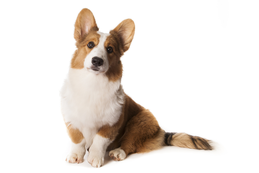55 Corgi Facts That Make Them The Best Pets — Best Life