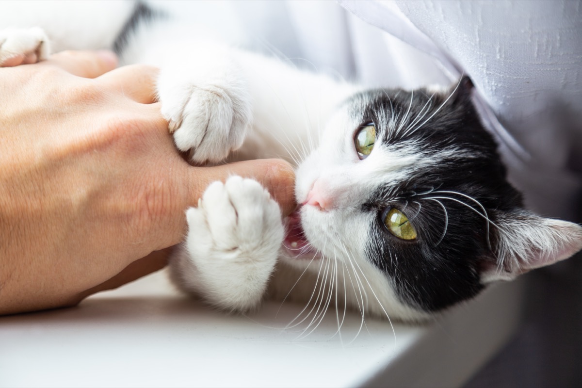 14 Surprising Ways Your Cat Shows Affection — Best Life