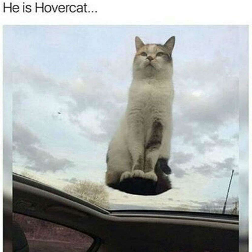 100 Funniest Cat Memes Ever (Especially if You Love Cats)