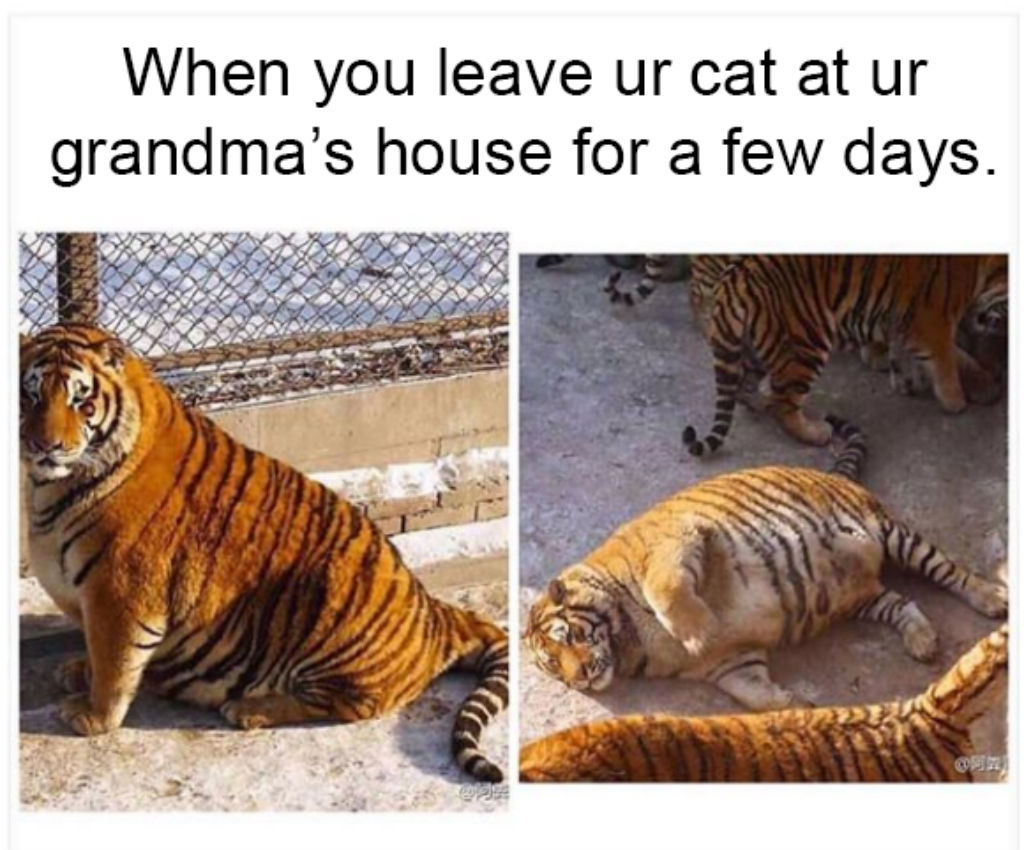 100 Funniest Cat Memes Ever (Especially if You Love Cats)