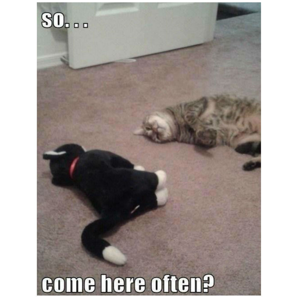 100 Funniest Cat Memes Ever (Especially if You Love Cats)