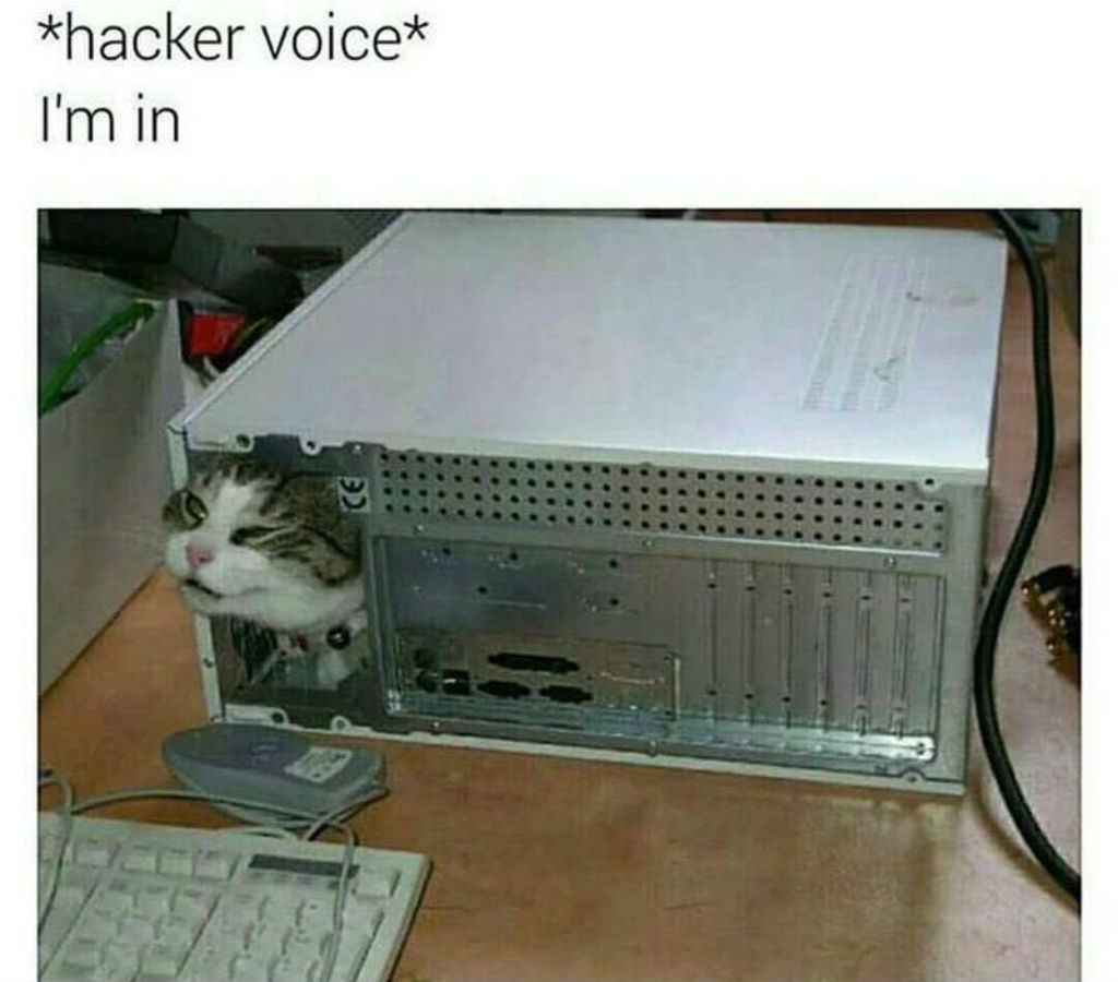 100 Funniest Cat Memes Ever (Especially if You Love Cats)