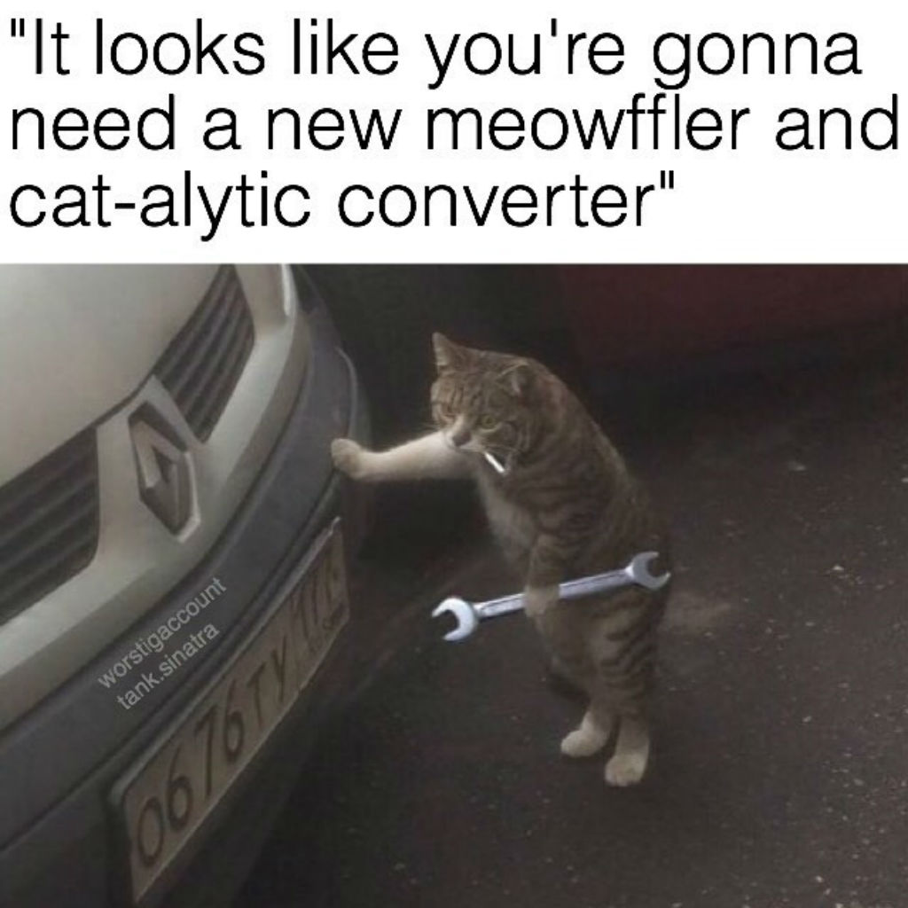 100 Funniest Cat Memes Ever (Especially if You Love Cats)