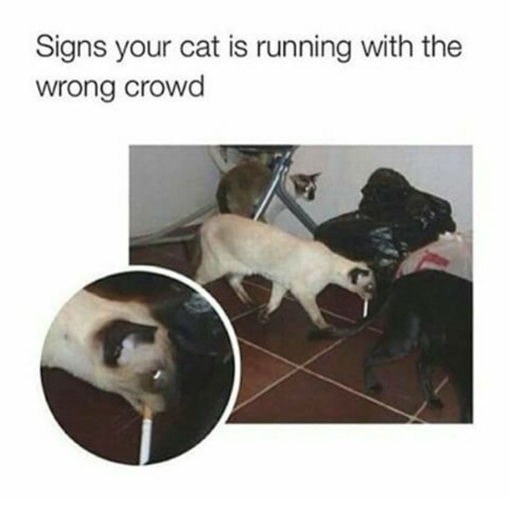 100 Funniest Cat Memes Ever (Especially if You Love Cats)