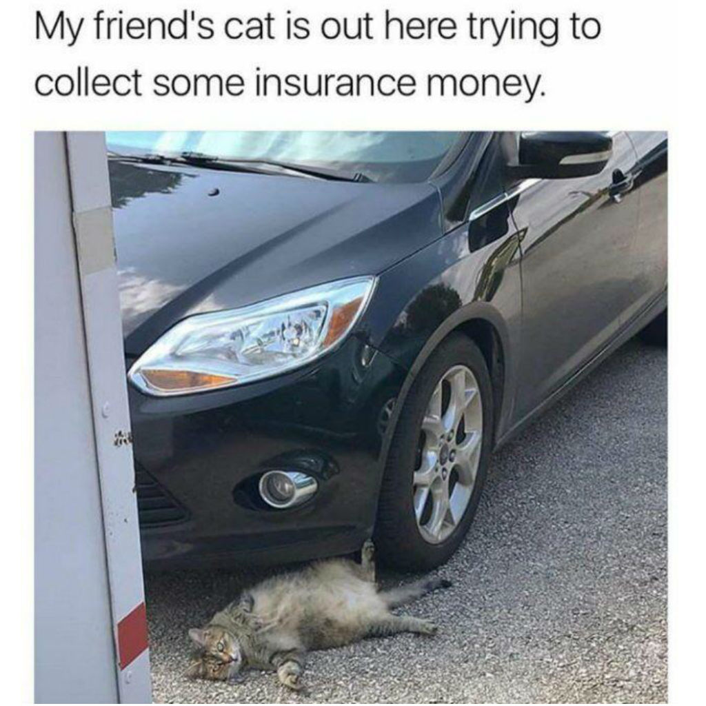 100 Funniest Cat Memes Ever (Especially if You Love Cats)