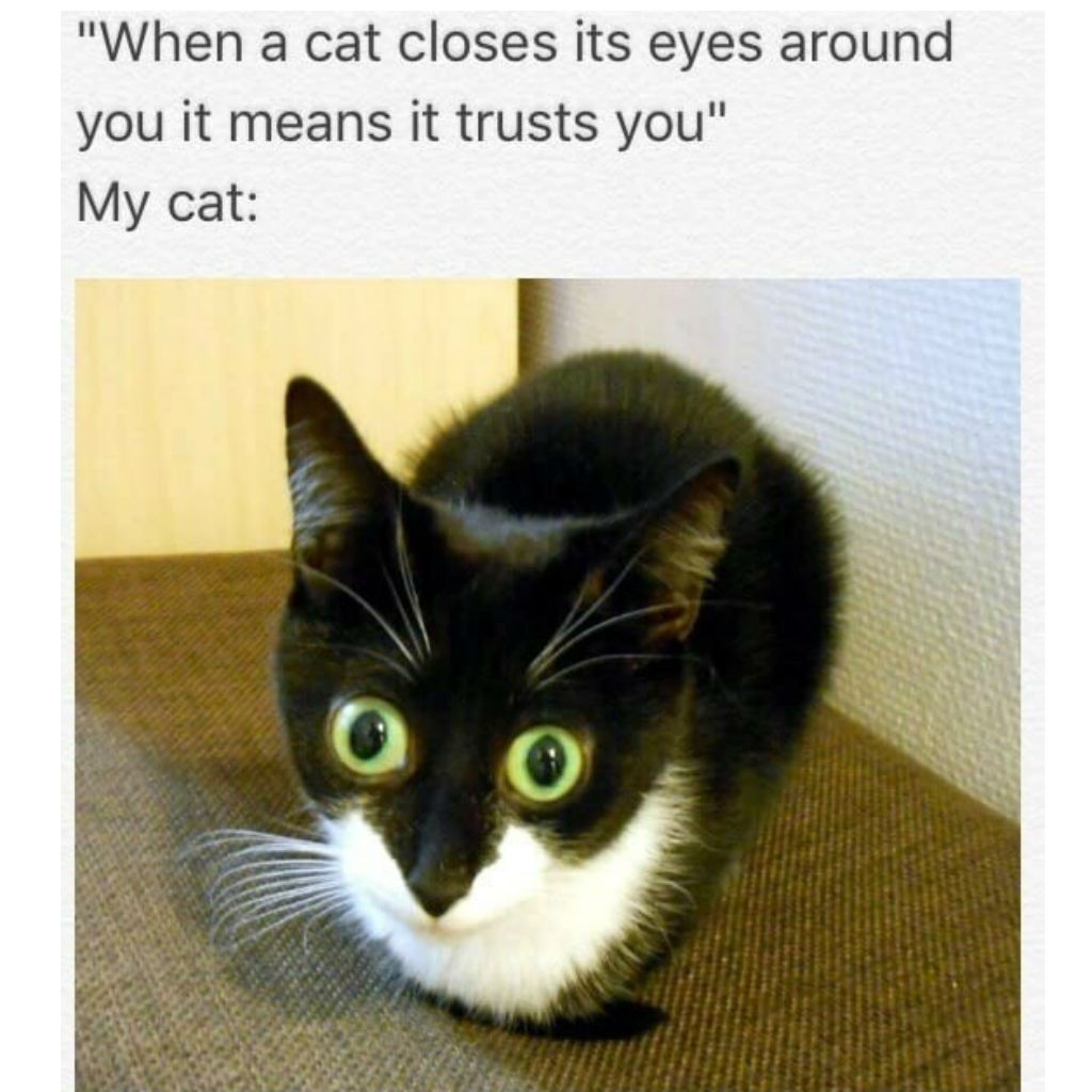 100 Funniest Cat Memes Ever (Especially if You Love Cats)