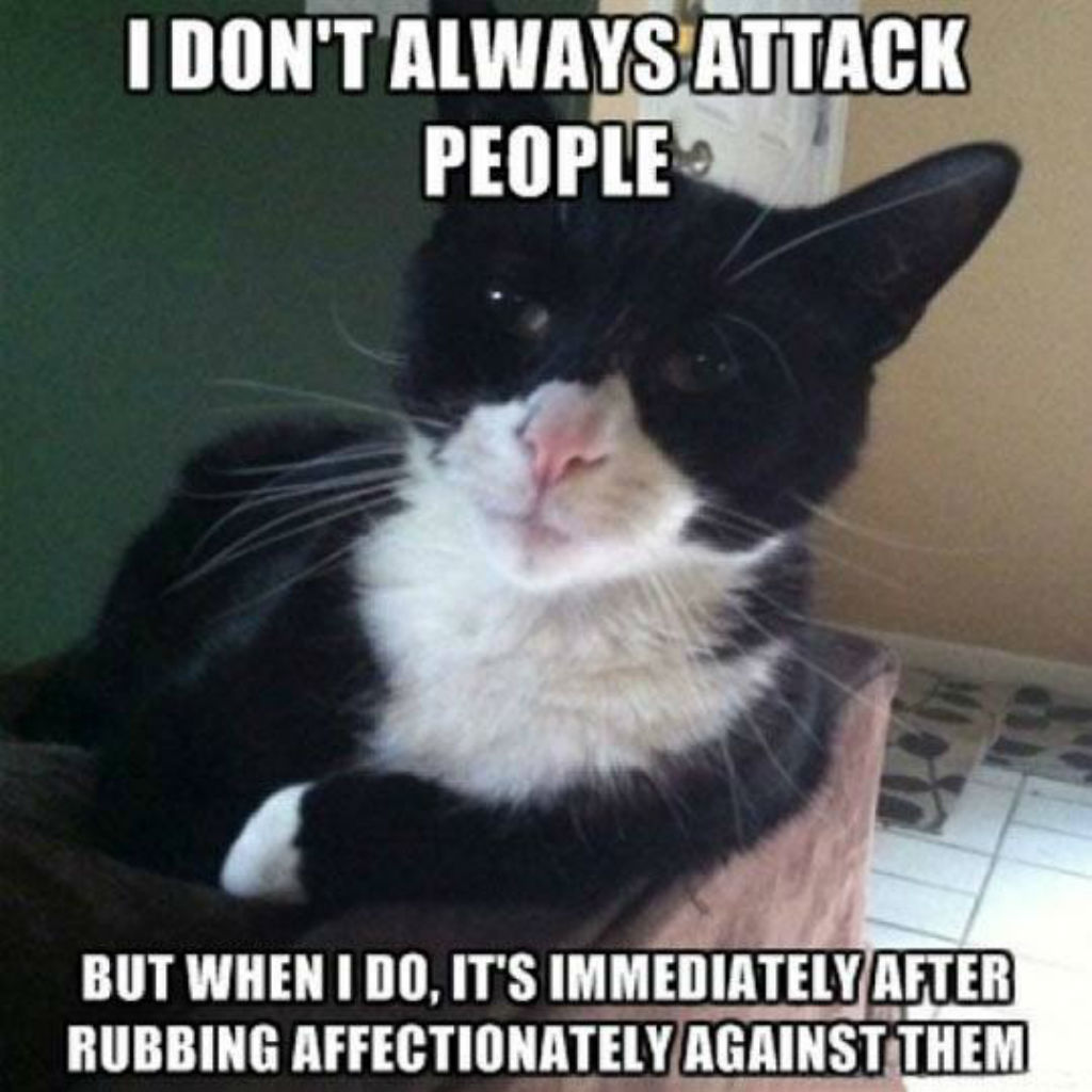 100 Funniest Cat Memes Ever (Especially if You Love Cats)