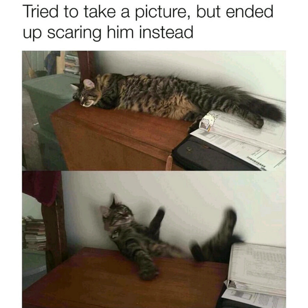100 Funniest Cat Memes Ever (Especially if You Love Cats)