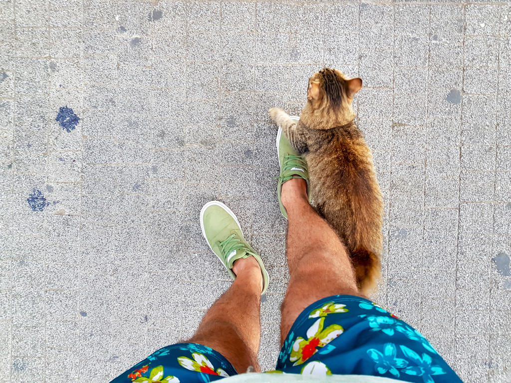 30 Surprising Ways Your Cat Communicates With You — Best Life