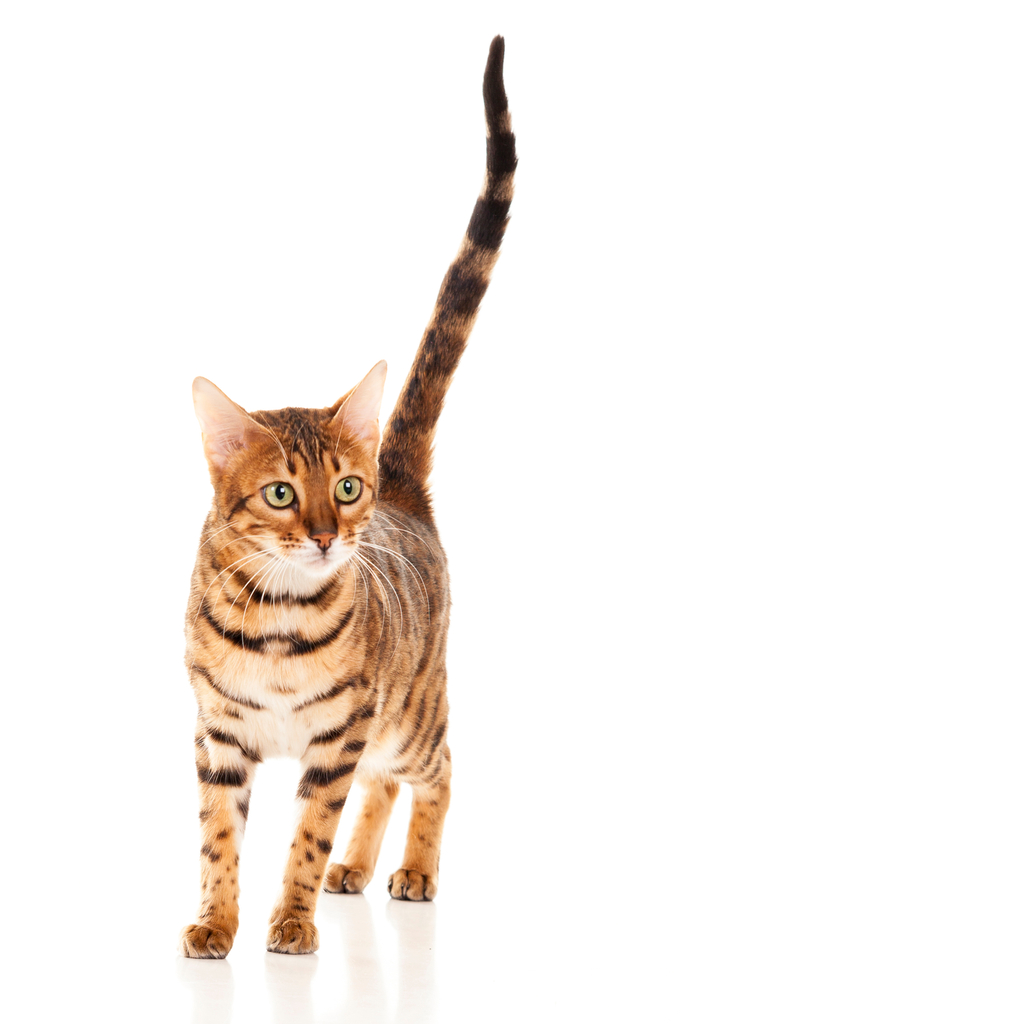 30 Surprising Ways Your Cat Communicates With You — Best Life