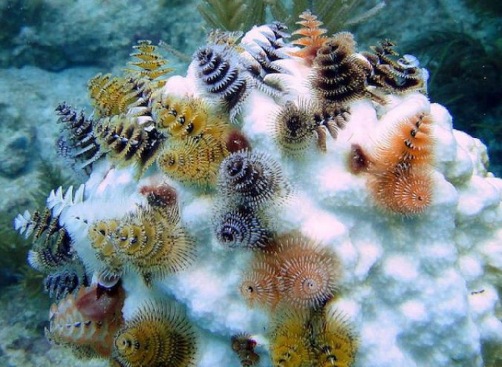 20 Bizarre Sea Creatures That Look Like They're Not Real