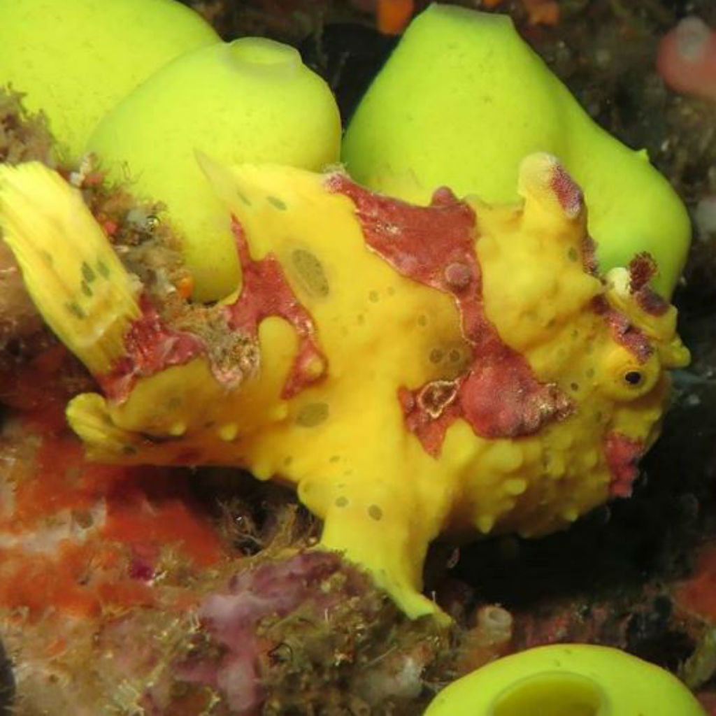 20 Bizarre Sea Creatures That Look Like They're Not Real