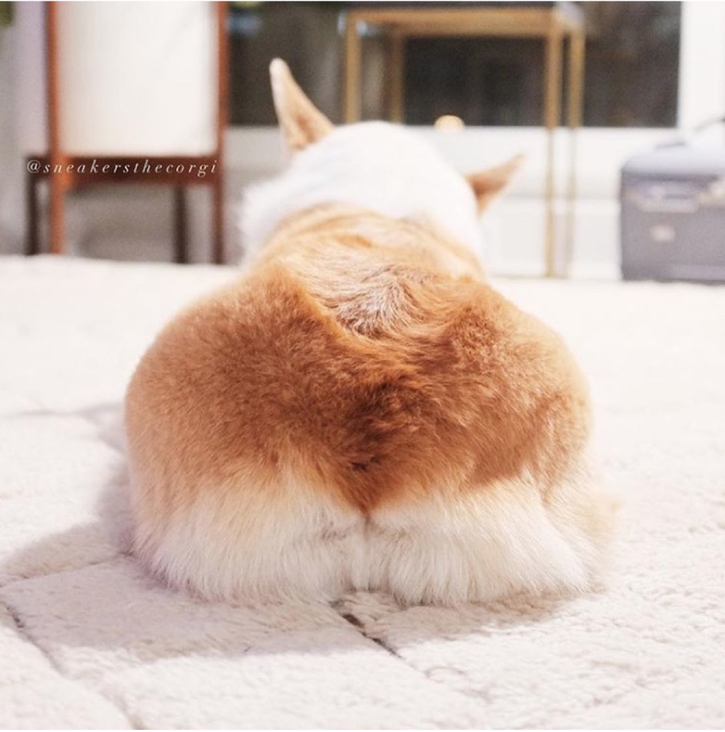 55 Corgi Facts That Make Them The Best Pets — Best Life