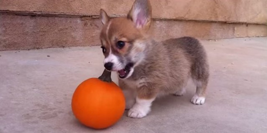 55 Corgi Facts That Make Them The Best Pets — Best Life