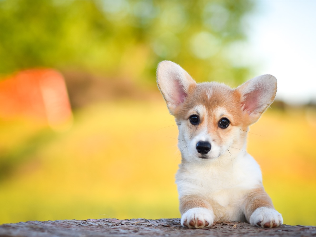 55 Corgi Facts That Make Them The Best Pets — Best Life