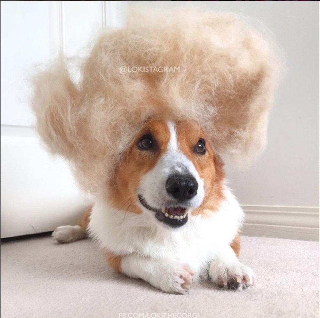 55 Corgi Facts That Make Them The Best Pets — Best Life