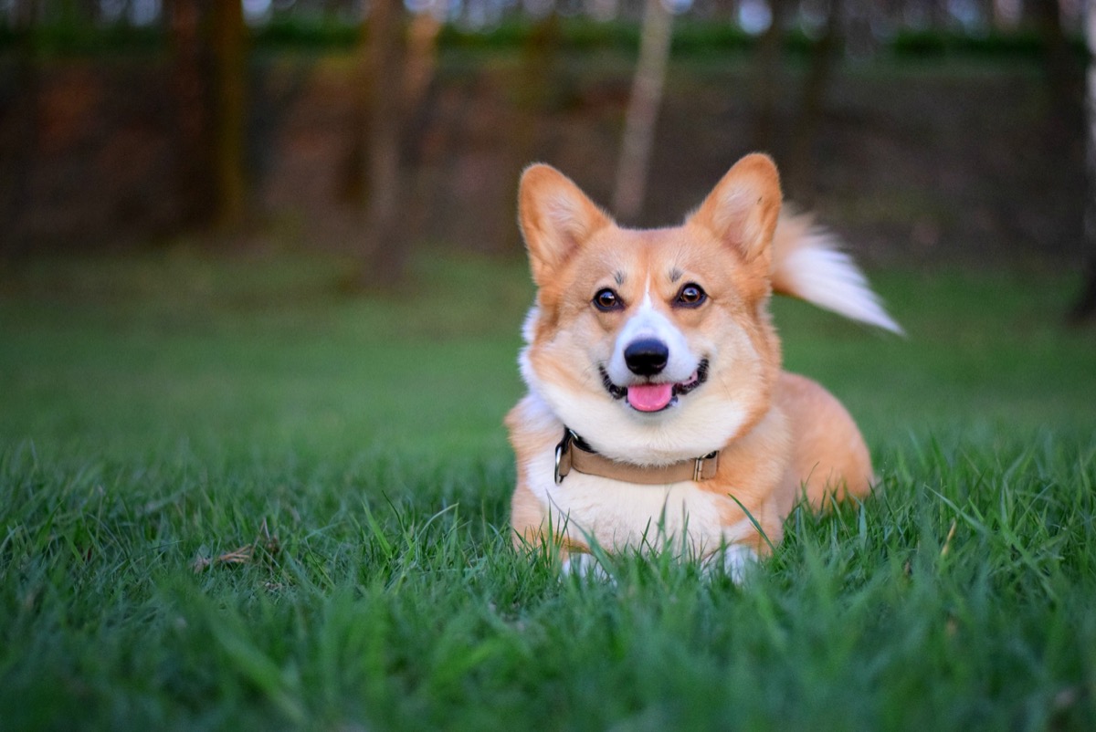 55 Corgi Facts That Make Them The Best Pets — Best Life