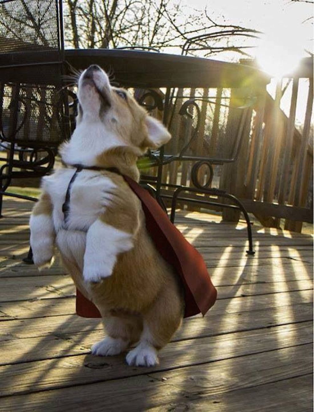 55 Corgi Facts That Make Them The Best Pets — Best Life