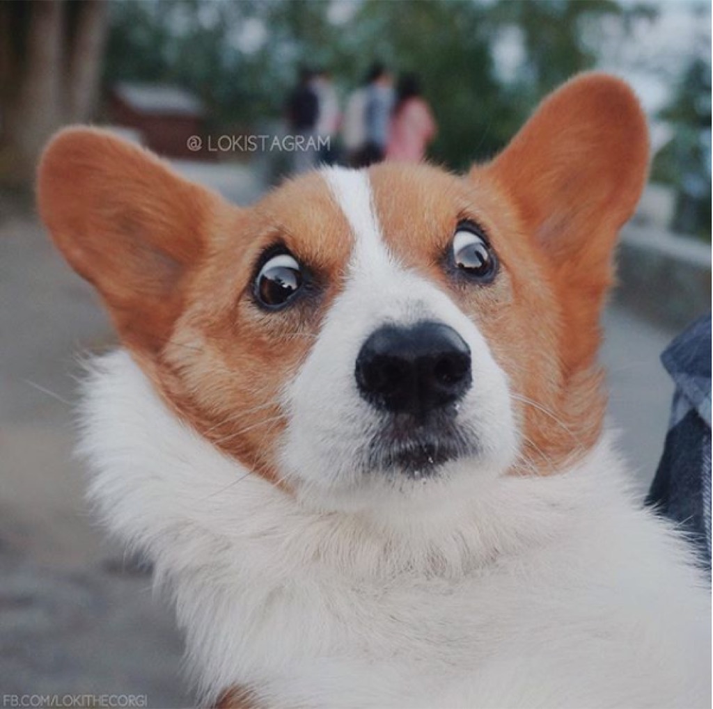 55 Corgi Facts That Make Them The Best Pets - Best LifeBest Life