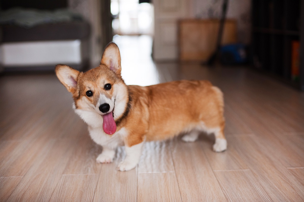 55 Corgi Facts That Make Them The Best Pets — Best Life